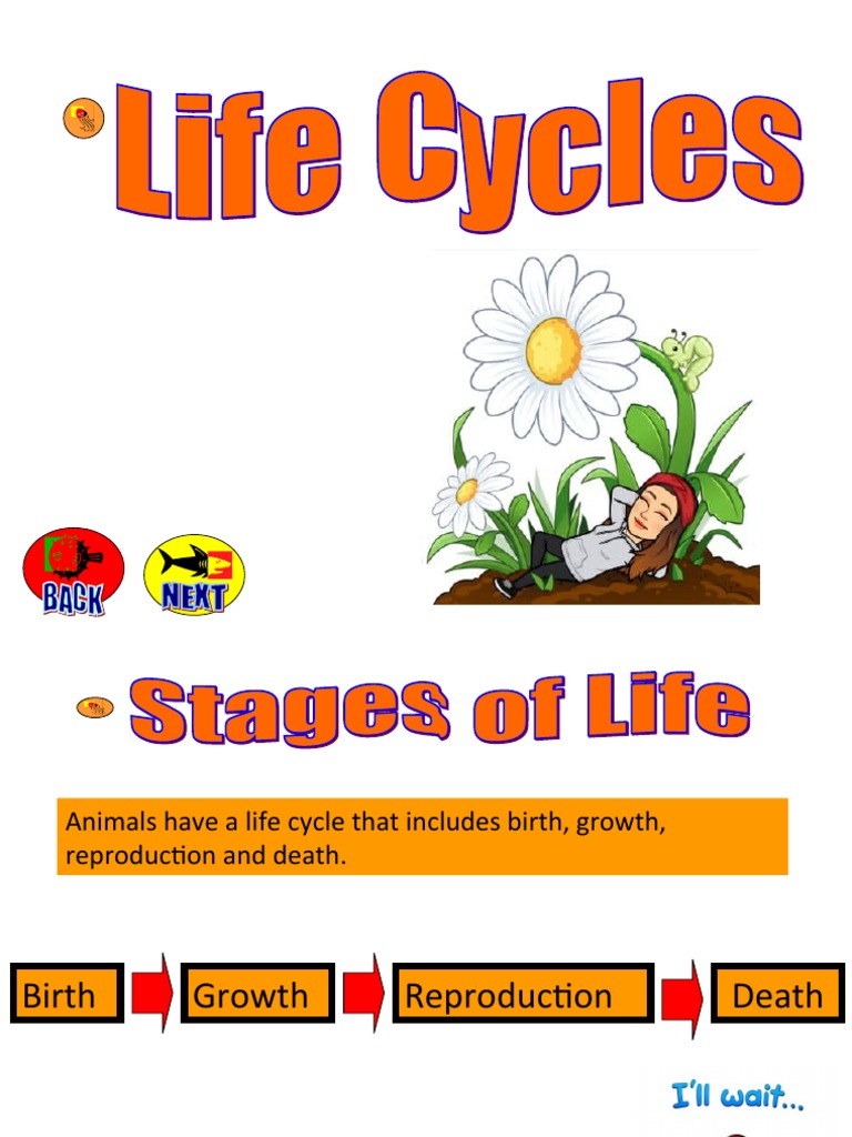 Animal Lifecycles | PDF | Home & Garden