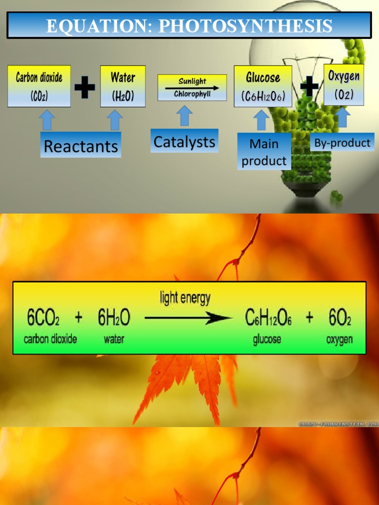 Equation: Photosynthesis: Reactants | PDF