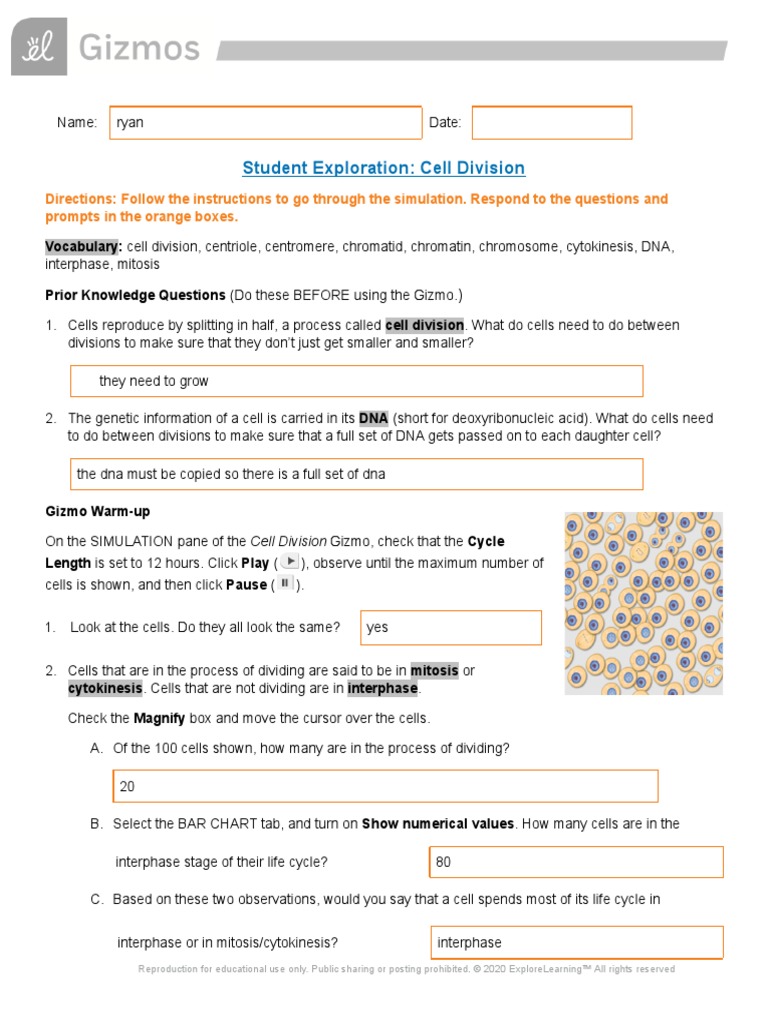 Student Exploration: Cell Division | PDF | Chromosome | Mitosis