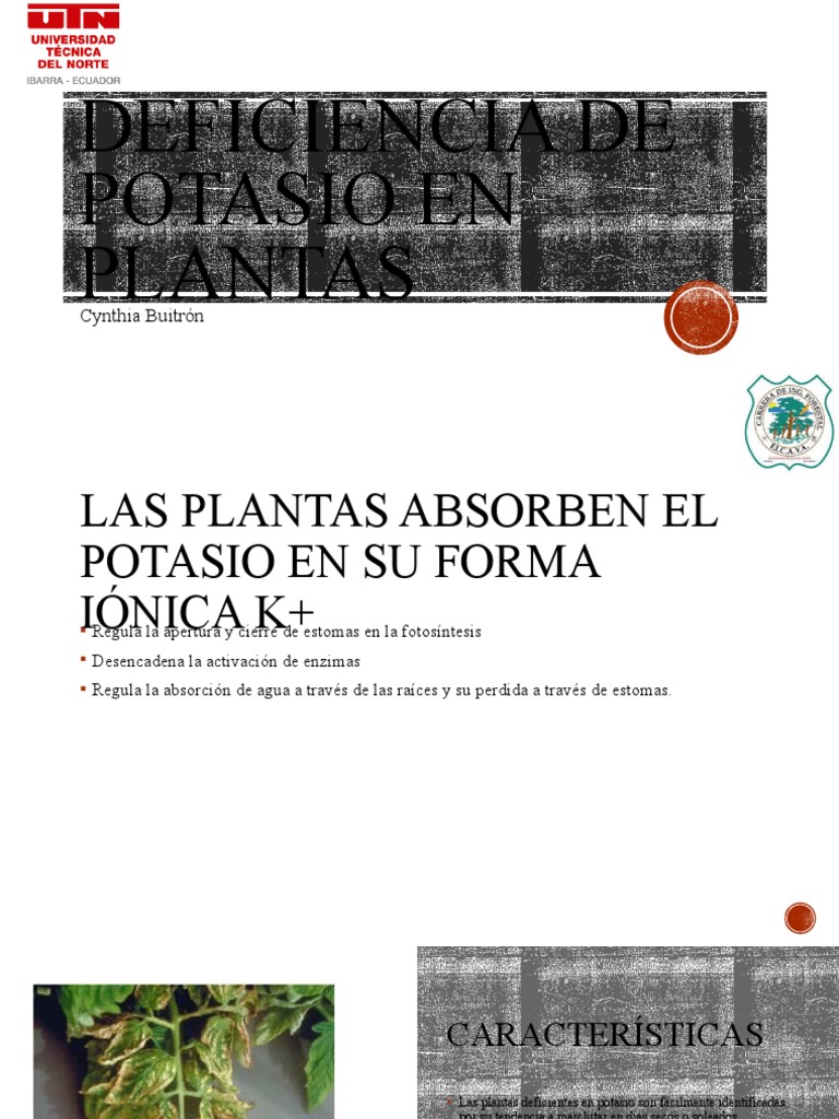 Deficiencia de Potasio en Plantas | PDF