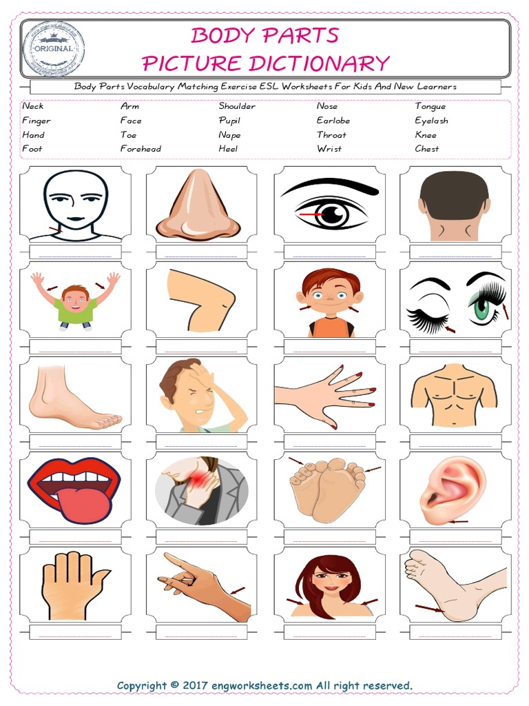 Body Parts Vocabulary Matching Exercise ESL Worksheets For Kids and New ...