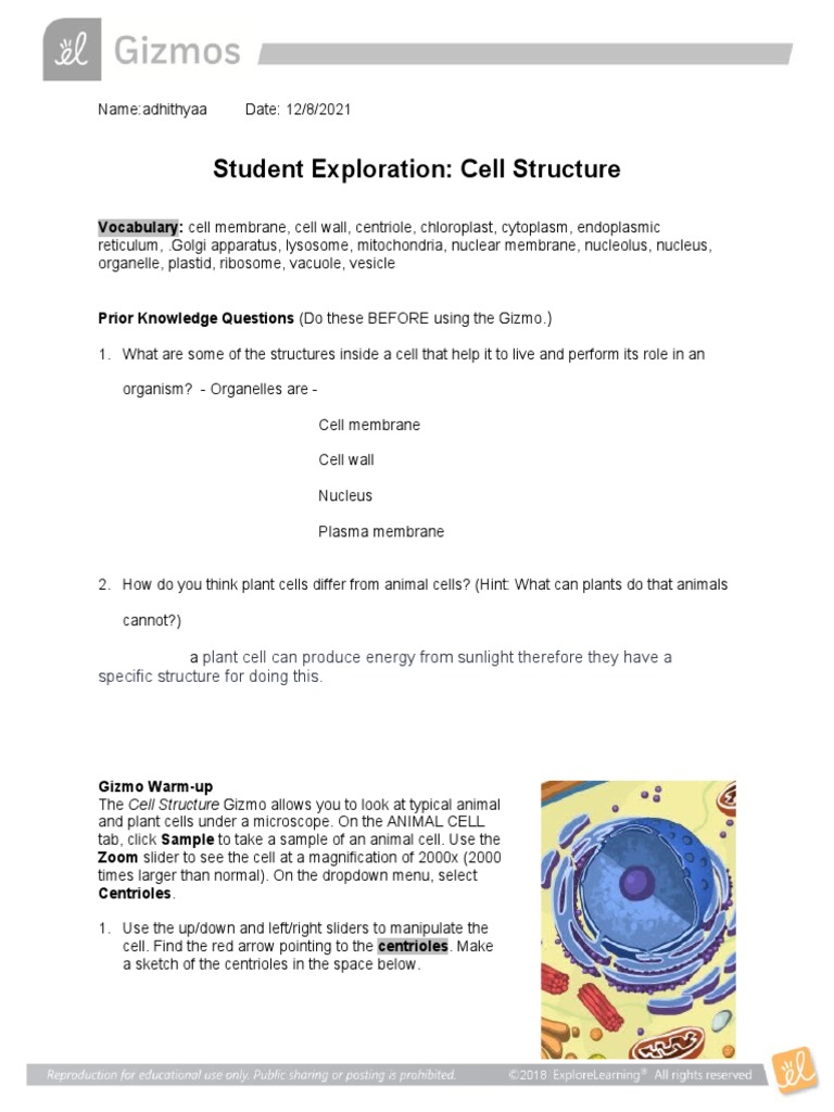 Student Exploration: Cell Structure: Vocabulary: Cell Membrane, Cell ...