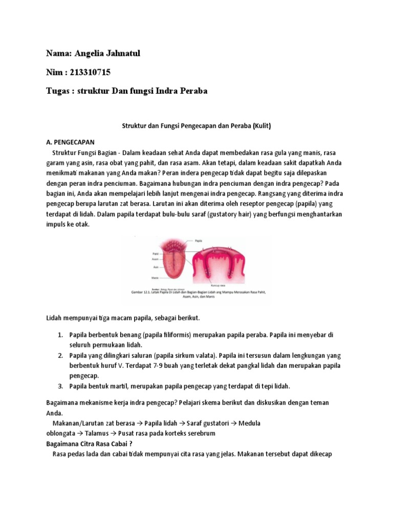 Struktur Dan Fungsi Indera Peraba | PDF