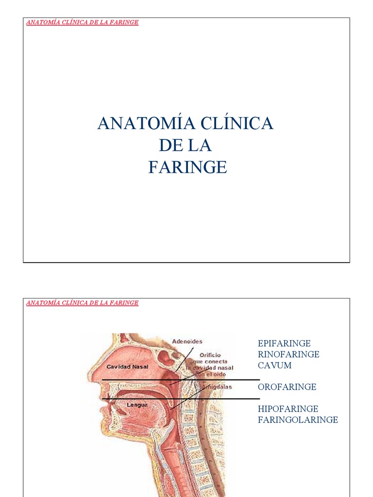 Anatomía Clínica De La Faringe