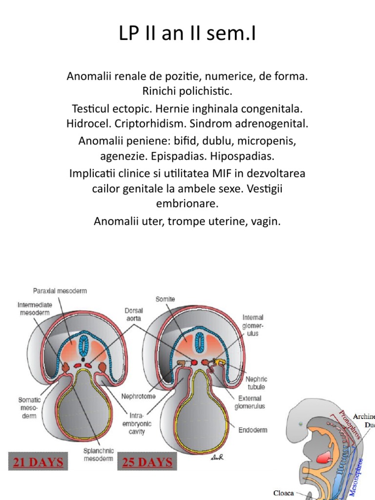 Anomalii Renale și Genitale | PDF | Anatomía | Mujeres y sexualidad