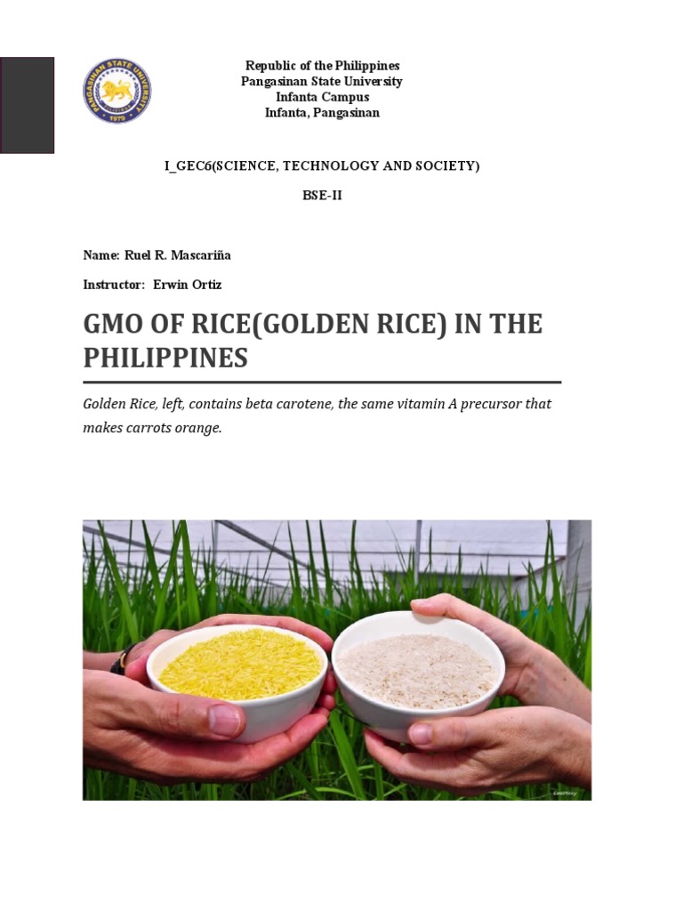 Gmo of Rice (Golden Rice) in The Philippines | PDF | Genetic ...