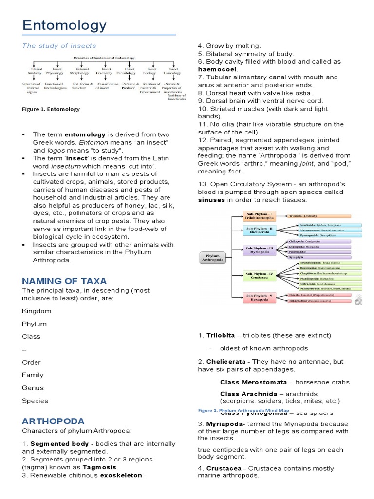 Entomology: Naming of Taxa | PDF | Insects | Fly