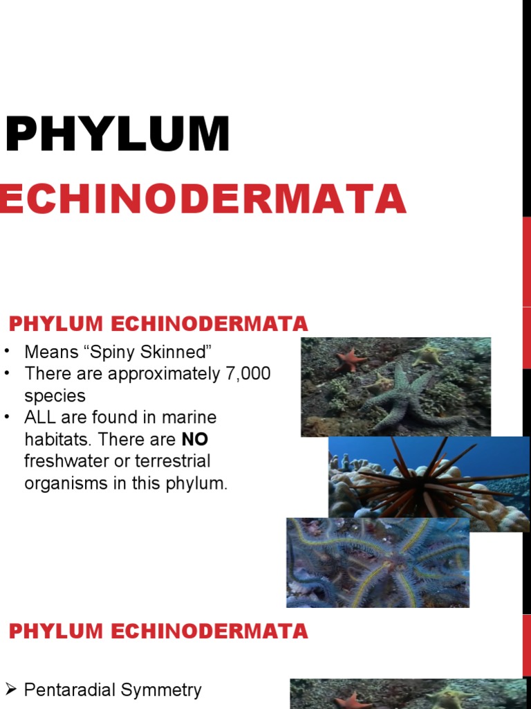 Phylum Echinodermata Presentation | PDF | Zoology | Biology