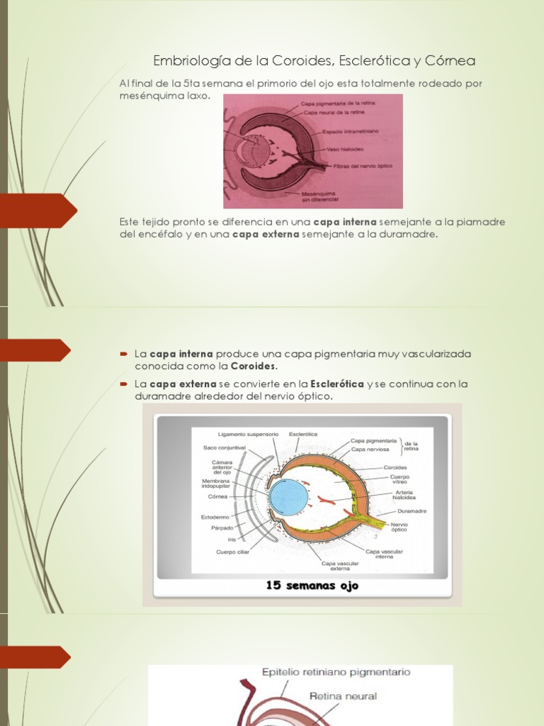 Embriolog A de La Coroides Escler Tica y C Rnea | PDF | Córnea | Ojo humano