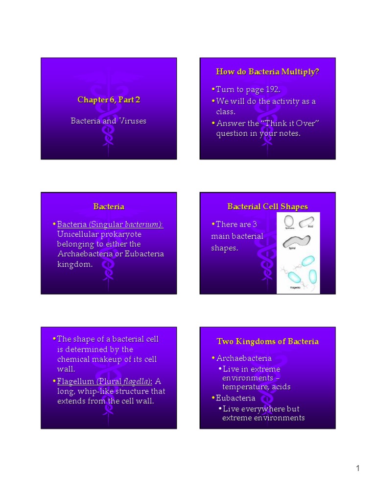 How Do Bacteria Multiply? | PDF | Bacteria | Virus