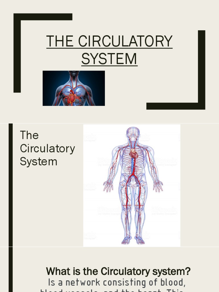 Kids' Guide to the Circulatory System | PDF