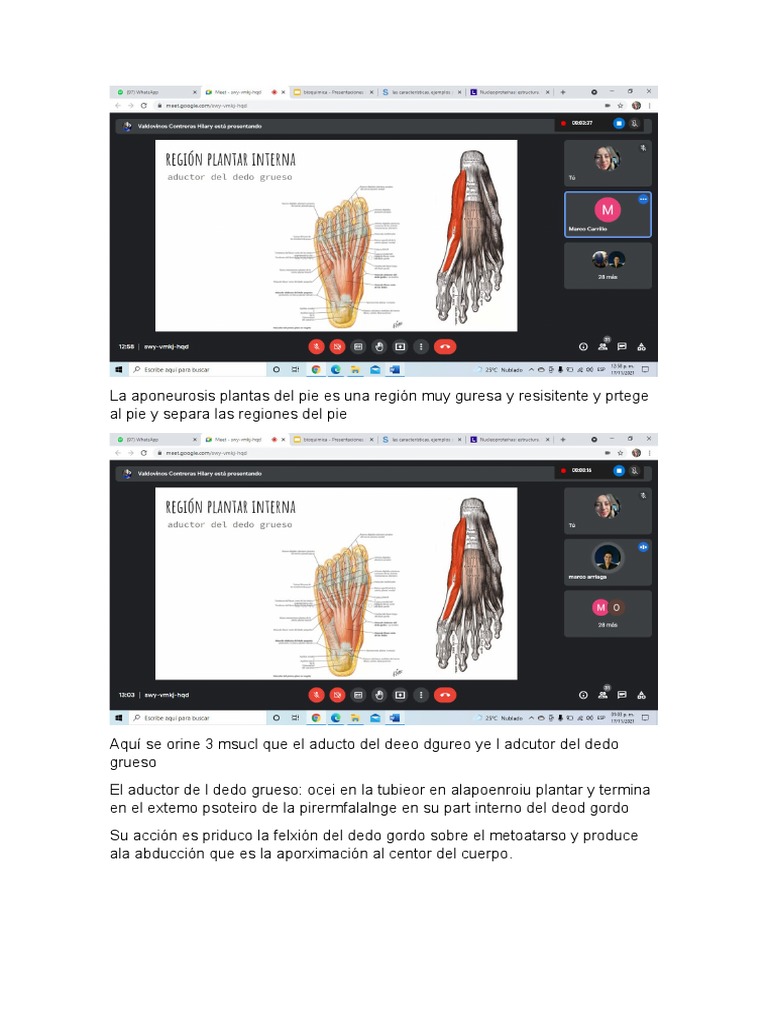 Músculos Del Pie | PDF | Pie | Tejido suave