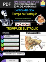 Región Maseterina | PDF | Salud y bienestar