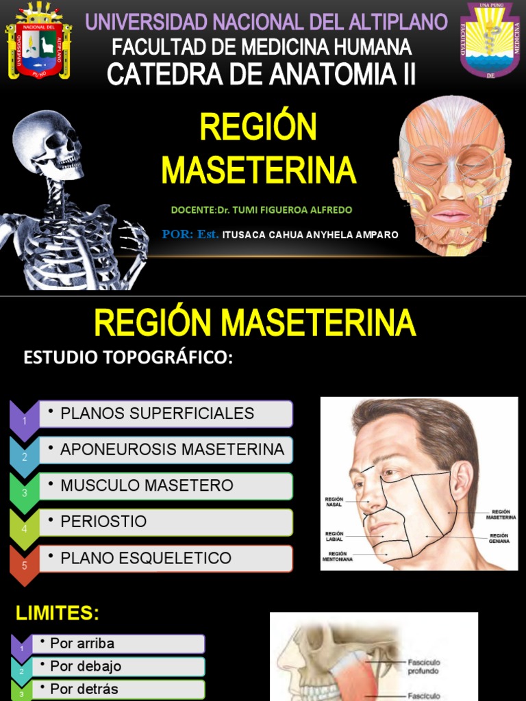 Anatomía de la Región Maseterina | PDF | Salud y bienestar