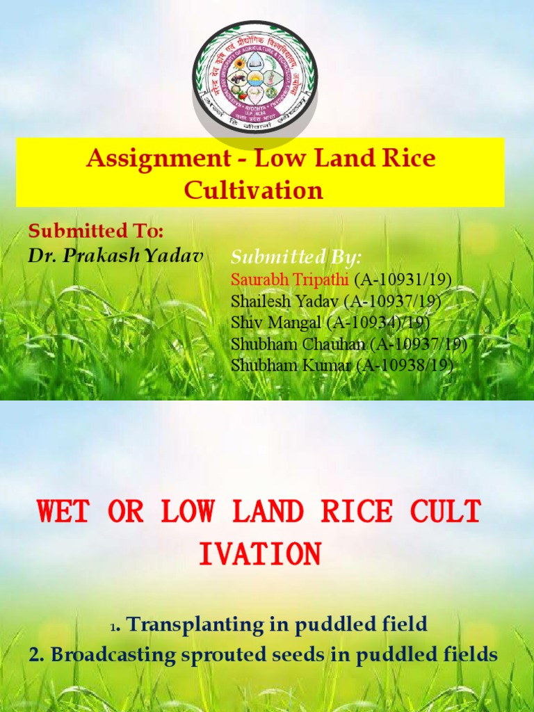 Assignment - Low Land Rice Cultivation: Submitted To | PDF | Sowing ...