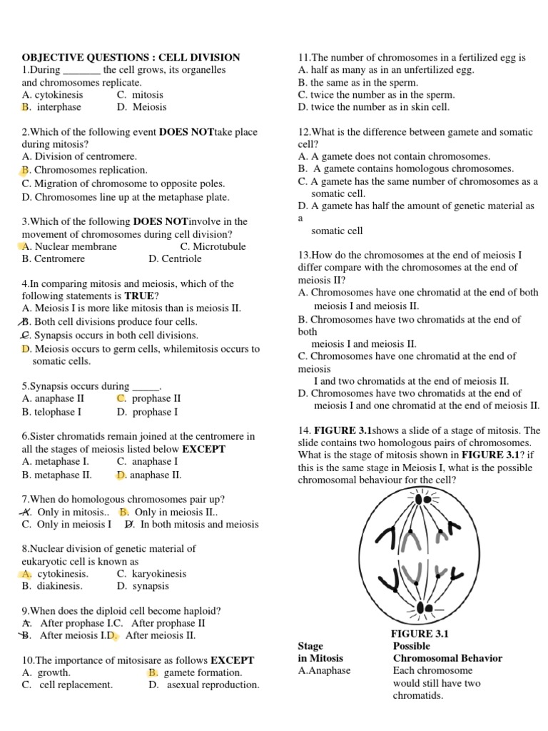 Cell Division Objective Questions | PDF | Meiosis | Mitosis