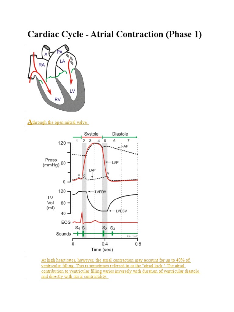 Cardiac Cycle - Atrial Contraction (Phase 1) | Download Free PDF ...