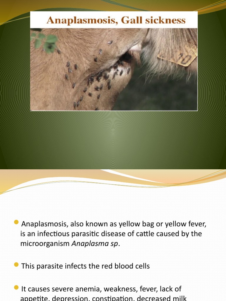 Anaplasmosis | PDF | Infection | Transmission (Medicine)