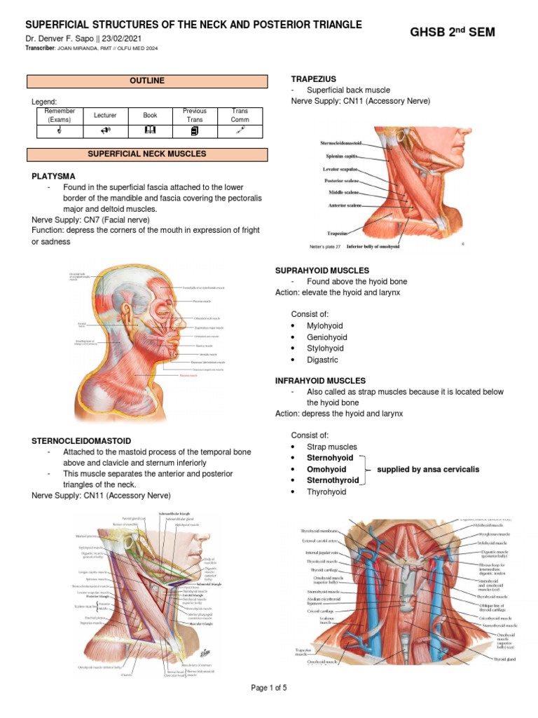 GHSB2024 Superficial Structures of The Neck and Posterior Triangle ...