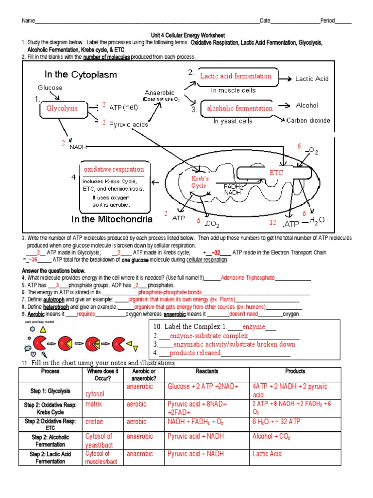 Cellular Energy Processes Worksheet | PDF | Cellular Respiration ...