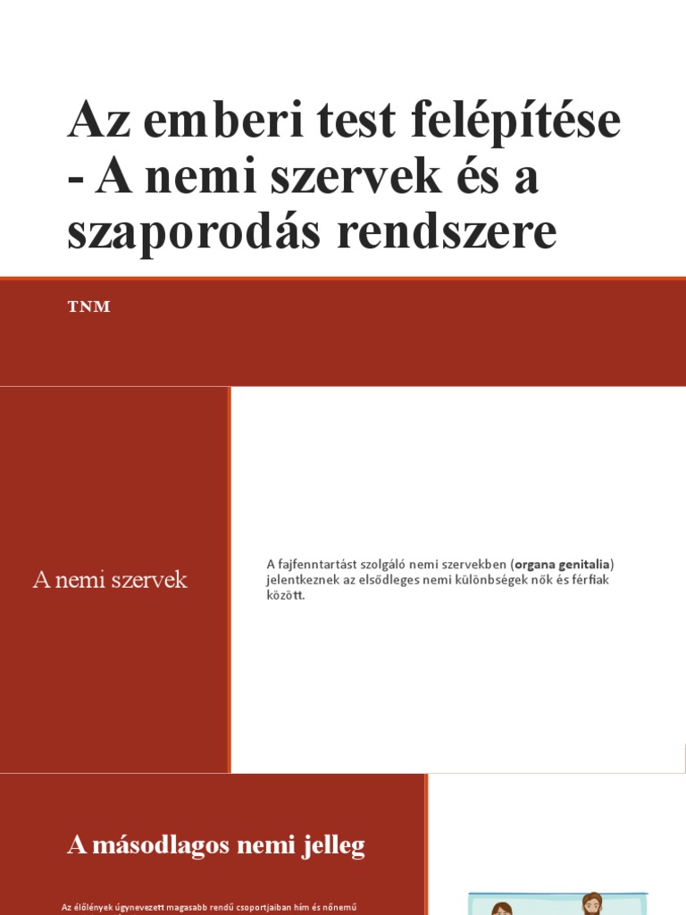 Az emberi test felépítése - A nemi szervek, szaporodás szervrendszere ...
