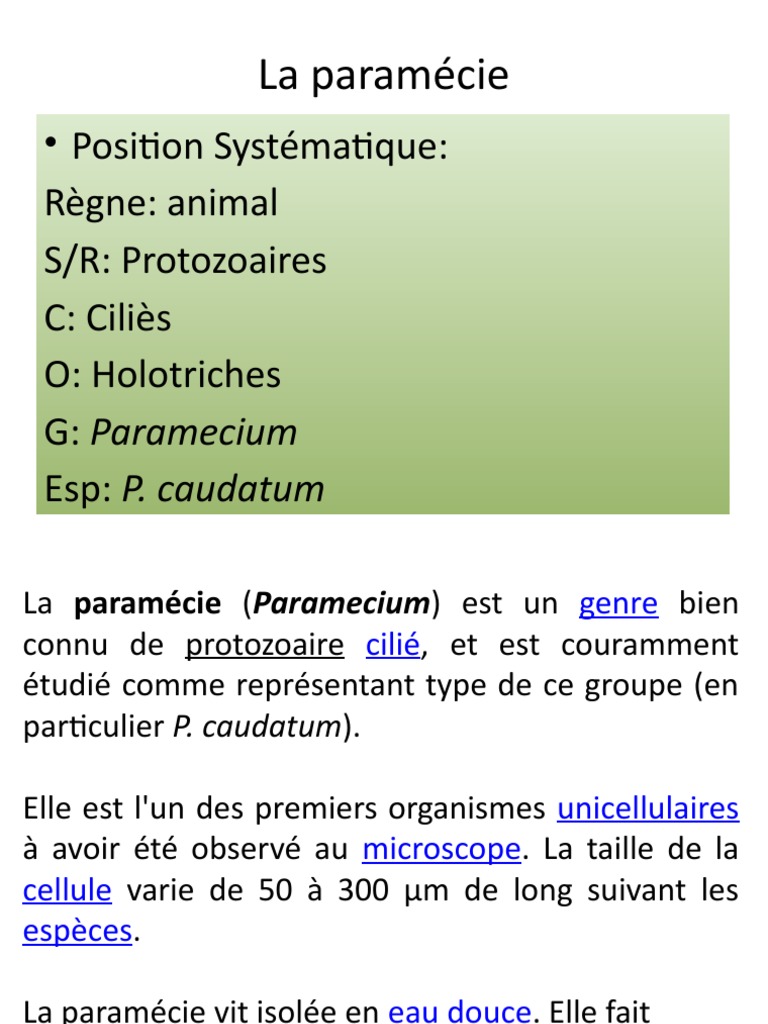TP Zoologie La Paramecie | PDF | Biologie | Zoologie