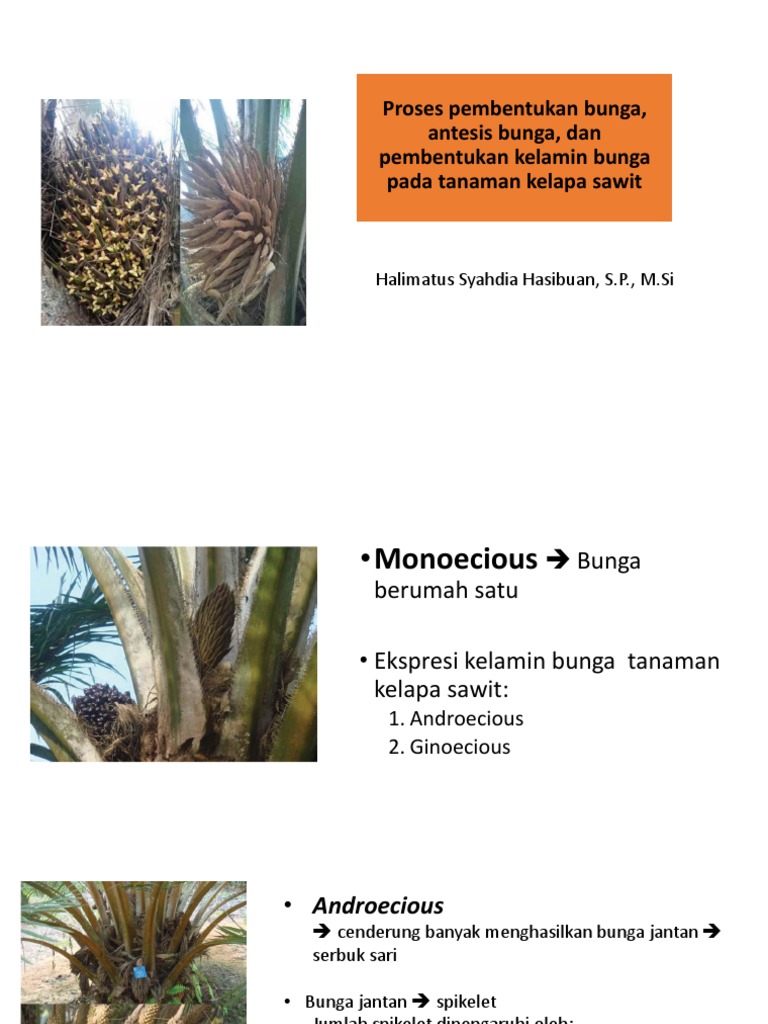 Proses Pembentukan Bunga, Antesis Bunga, Dan | PDF