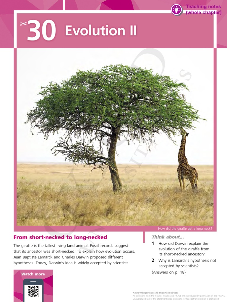 Giraffe Neck Evolution Explained | PDF | Evolution | Natural Selection
