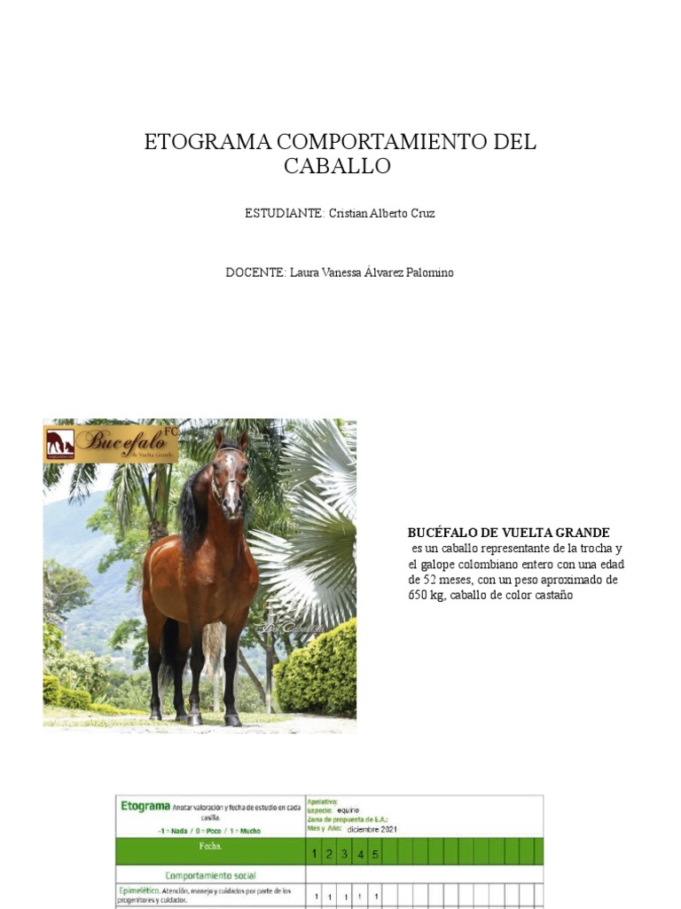 Etograma Comportamiento Del Caballo | PDF