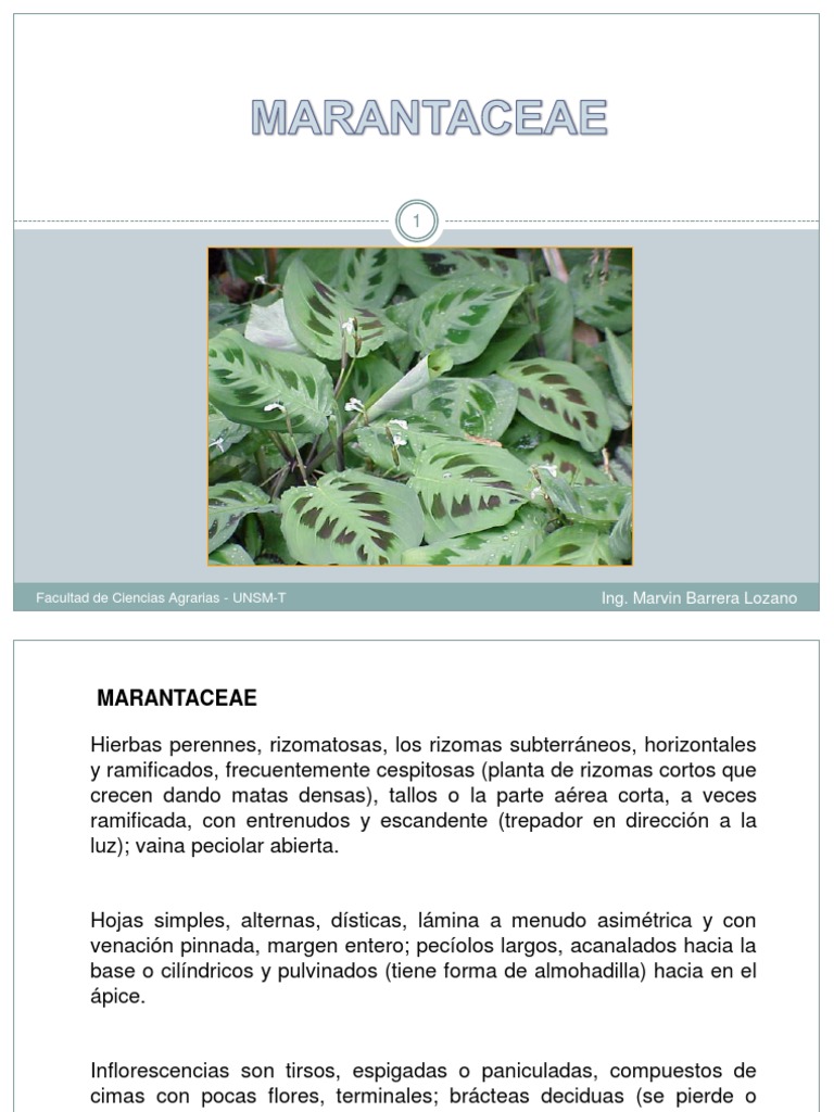 Tema 7. Familia Marantaceae | PDF | Hoja | Ramas de la botánica