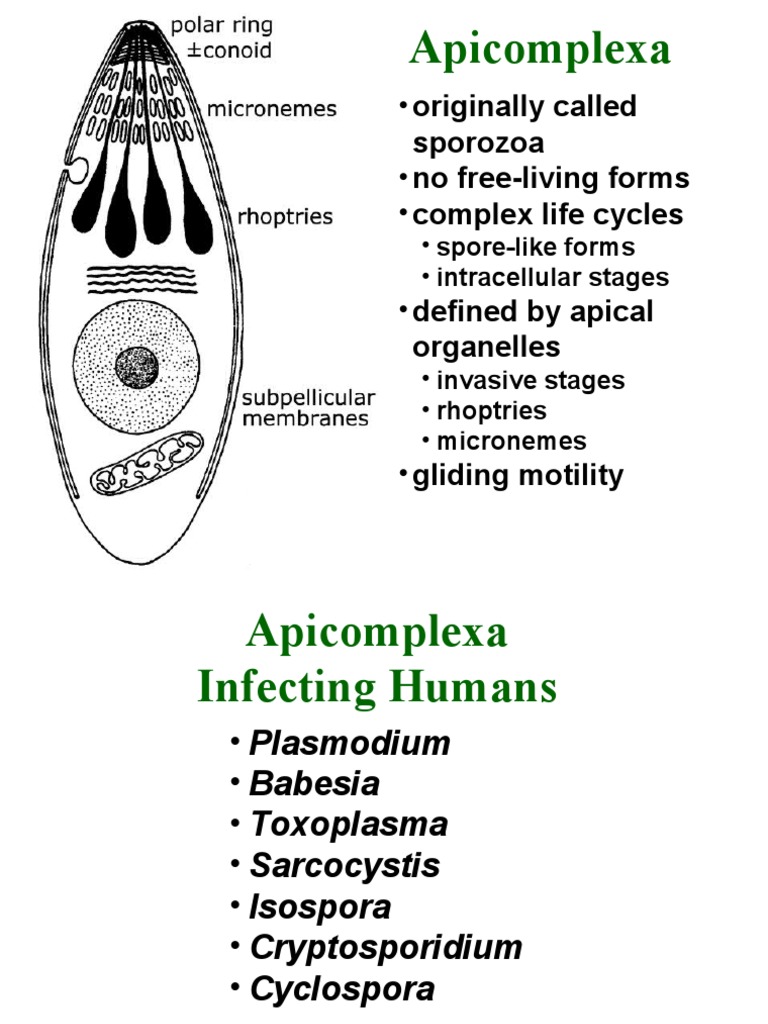 Apicomplexa: - Originally Called - No Free-Living Forms - Complex Life ...