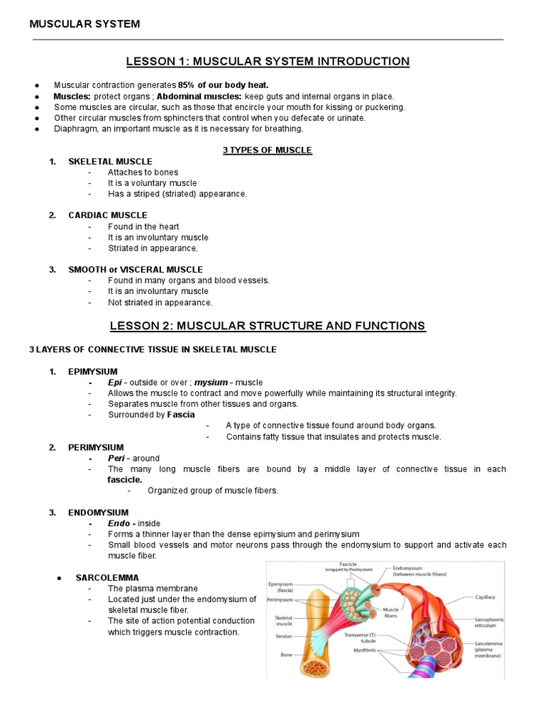 Reviewer For Muscular System | PDF | Skeletal Muscle | Muscle Contraction