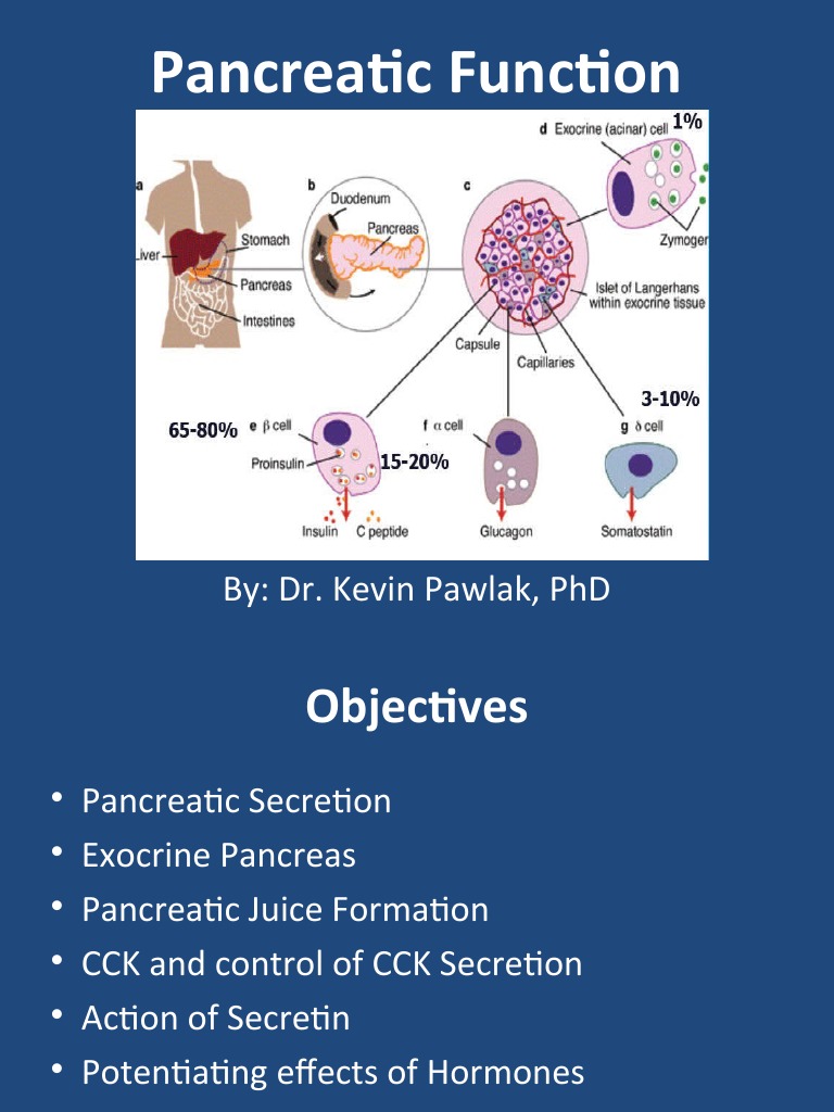 Pancreatic Function and Secretion | PDF | Pancreas | Digestion