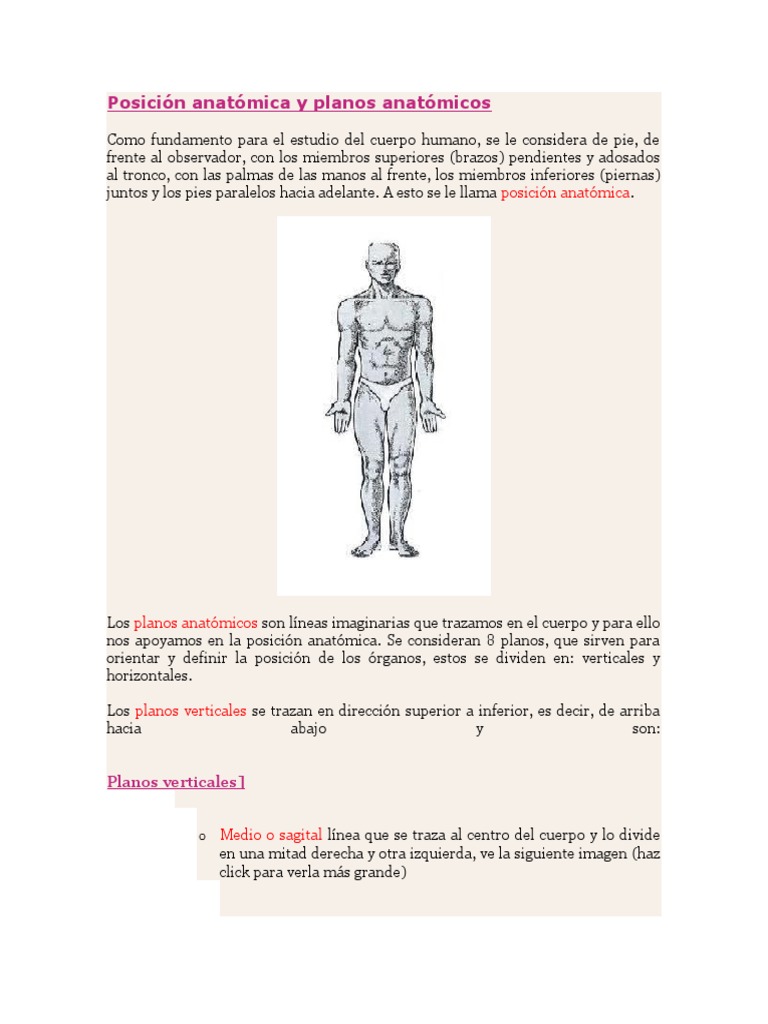Posicion Anatomica Ejes Y Planos Del Cuerpo Pdf