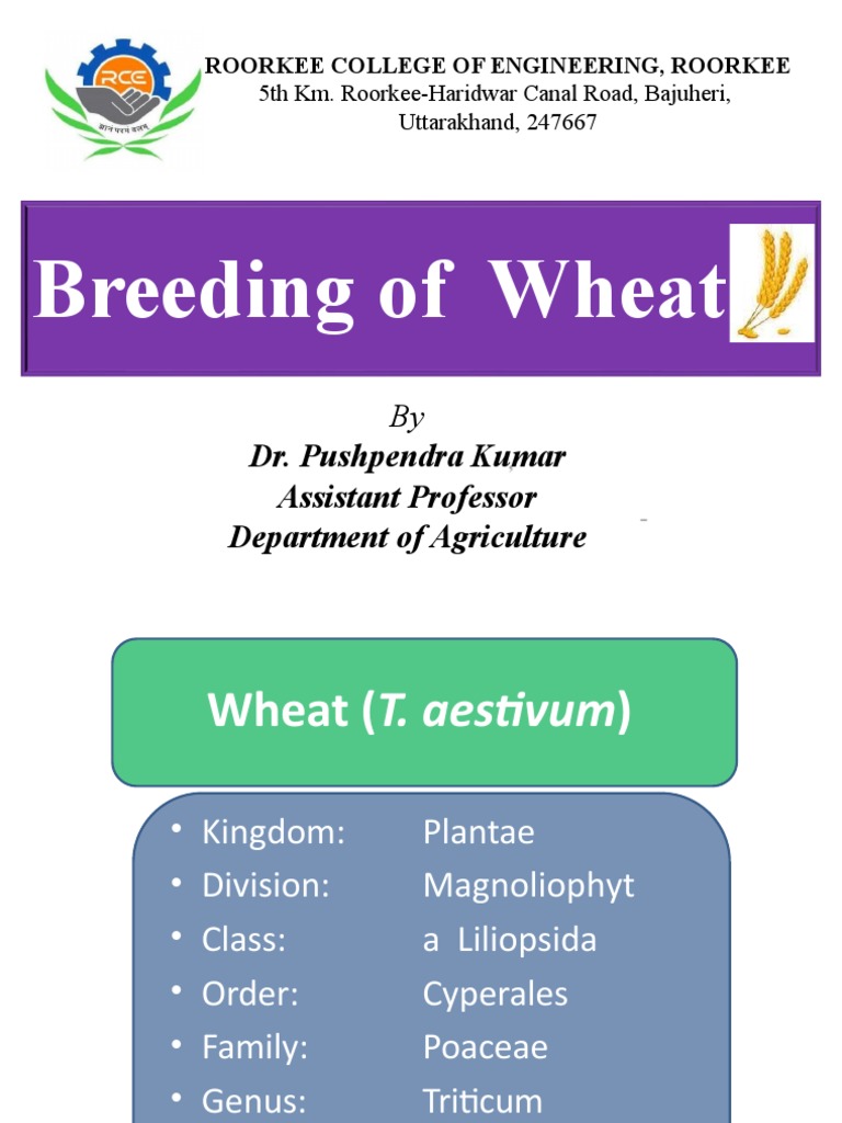 Crop Improvement of Wheat | PDF | Wheat | Plant Breeding