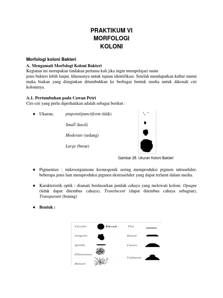 6-Morfologi Koloni - Tlm1peg | PDF | Sains & Matematika