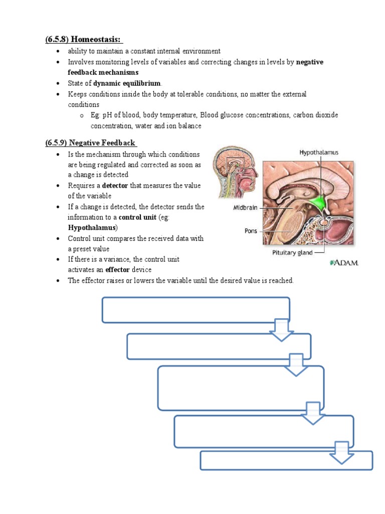 (6.5.8) Homeostasis:: Feedback Mechanisms | PDF | Homeostasis | Glucose