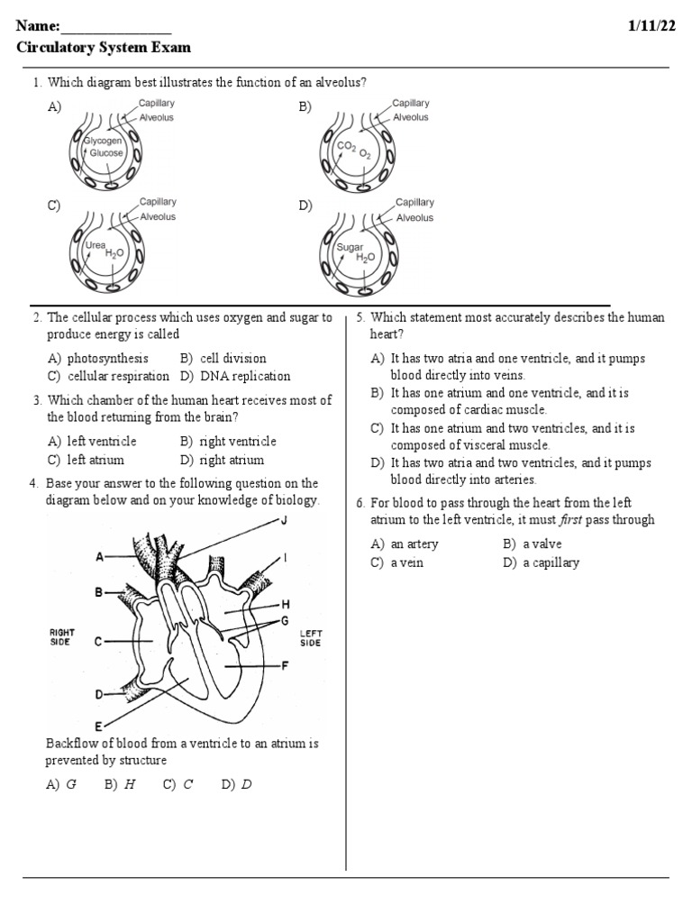 Circulatory System Exam Prep | PDF | Atrium (Heart) | Heart