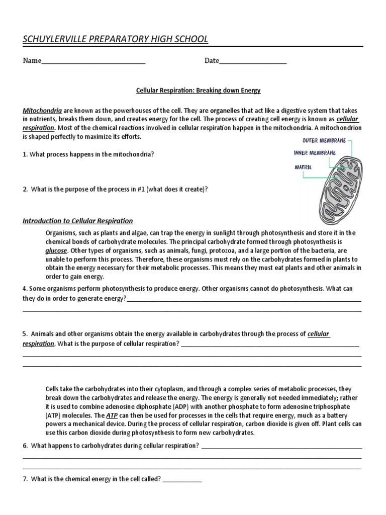 Cellular Respiration Reading | Download Free PDF | Cellular Respiration ...
