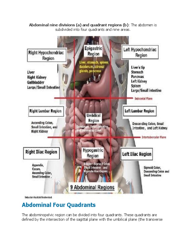 Abdominal Four Quadrants: Abdominal Nine Divisions (A) and Quadrant ...