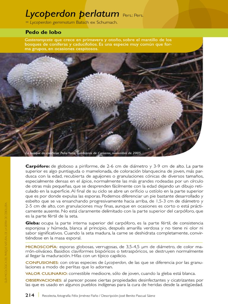 Lycoperdon SPP | PDF | Tipos de hongos | Organismos