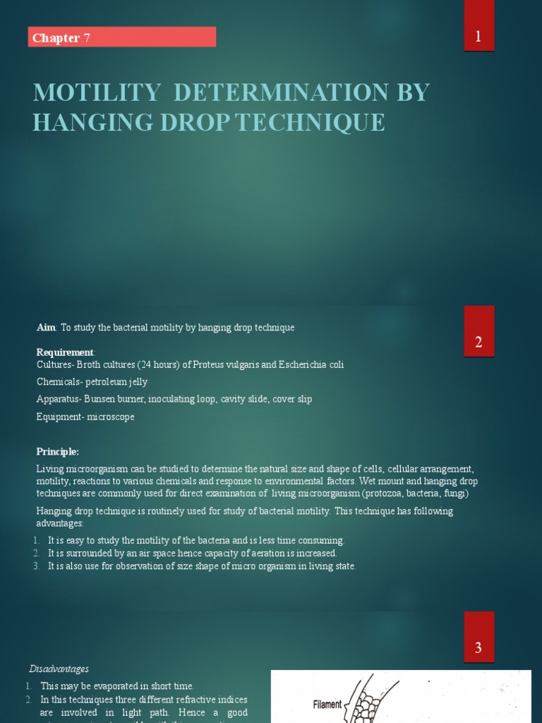 7 Motility Determination by Hanging Drop Technique | PDF | Bacteria ...