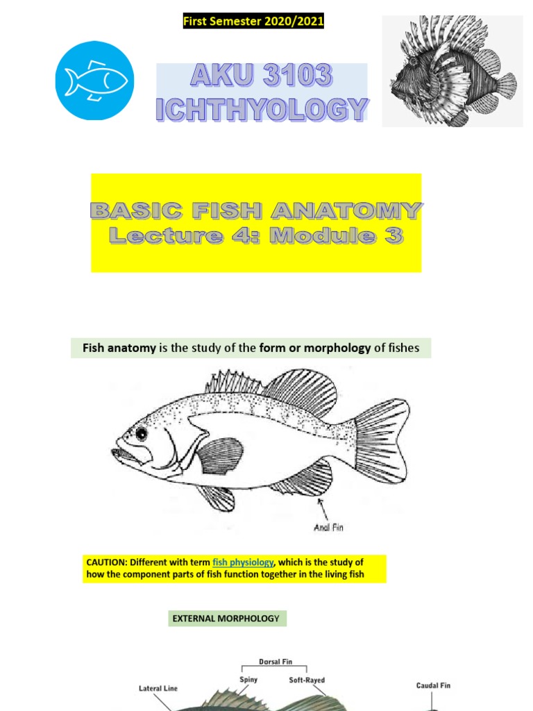 Fish Anatomy and Physiology: A Comprehensive Guide to the Form and ...