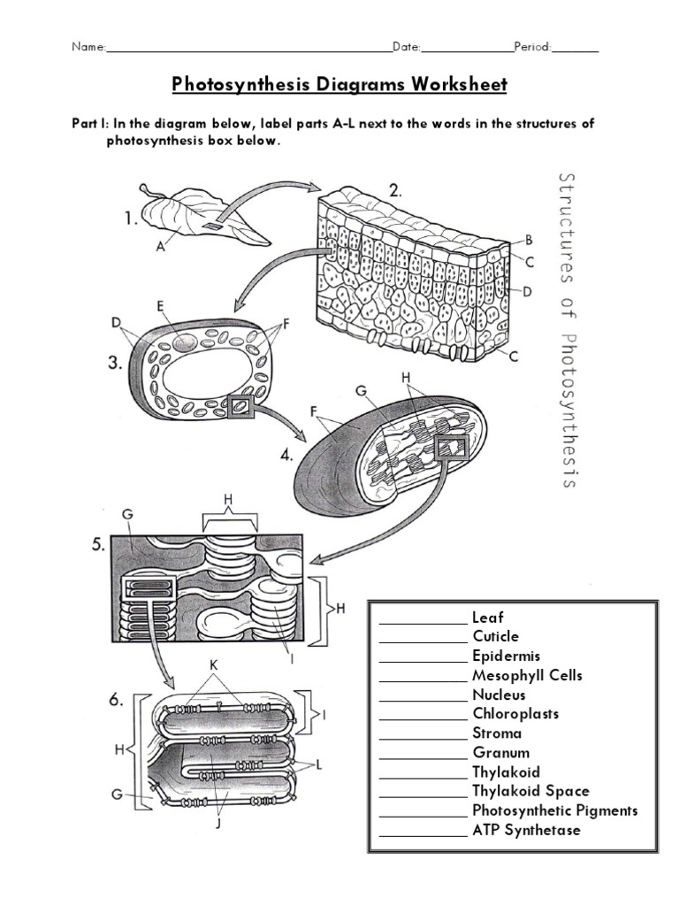 Photosynthesis Diagrams Worksheet | PDF | Photosynthesis | Cellular ...