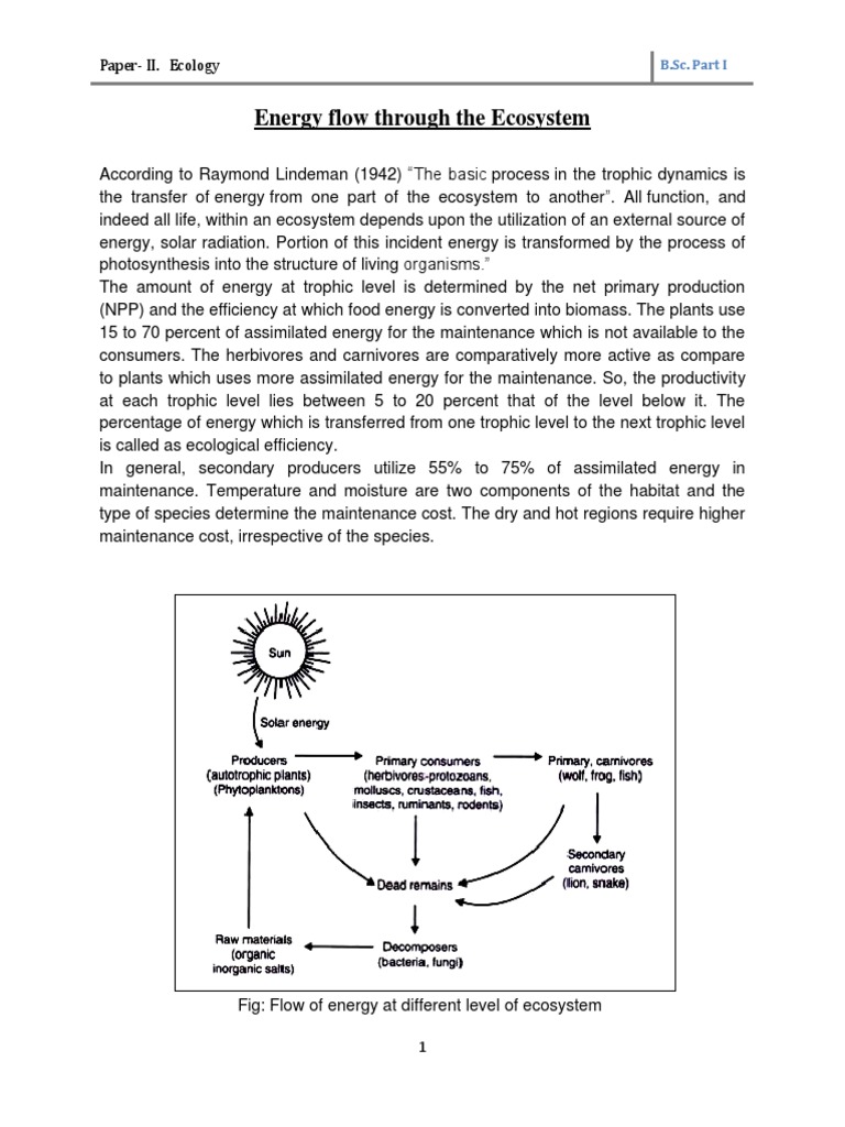 Energy Flow Through The Ecosystem | PDF | Food Web | Primary Production