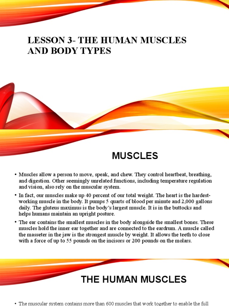 Lesson 3 - The Human Muscles and Body Types | PDF | Muscle | Strength ...