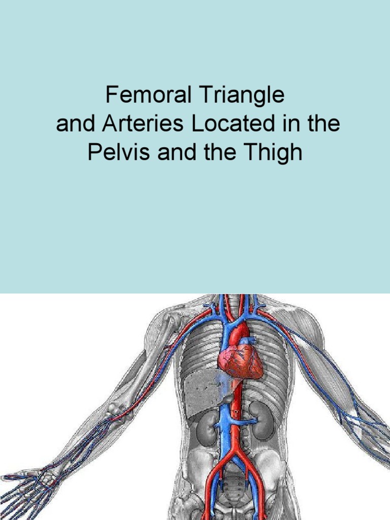 Femoral Triangle and Arteries Located in The Pelvis and The Thigh | PDF ...