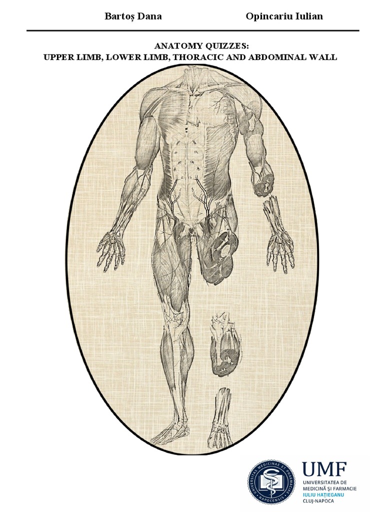 Anatomy Quizzes: Upper & Lower Limb | PDF | Arm | Elbow