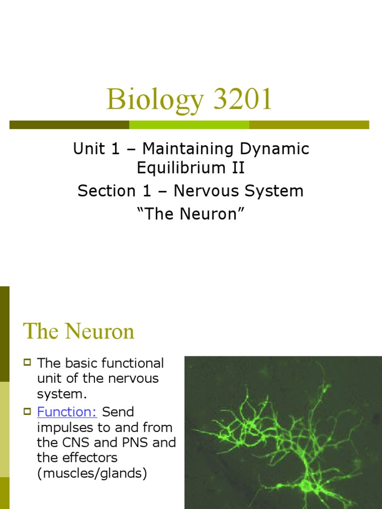 Biology 3201: Unit 1 - Maintaining Dynamic Equilibrium II Section 1 ...