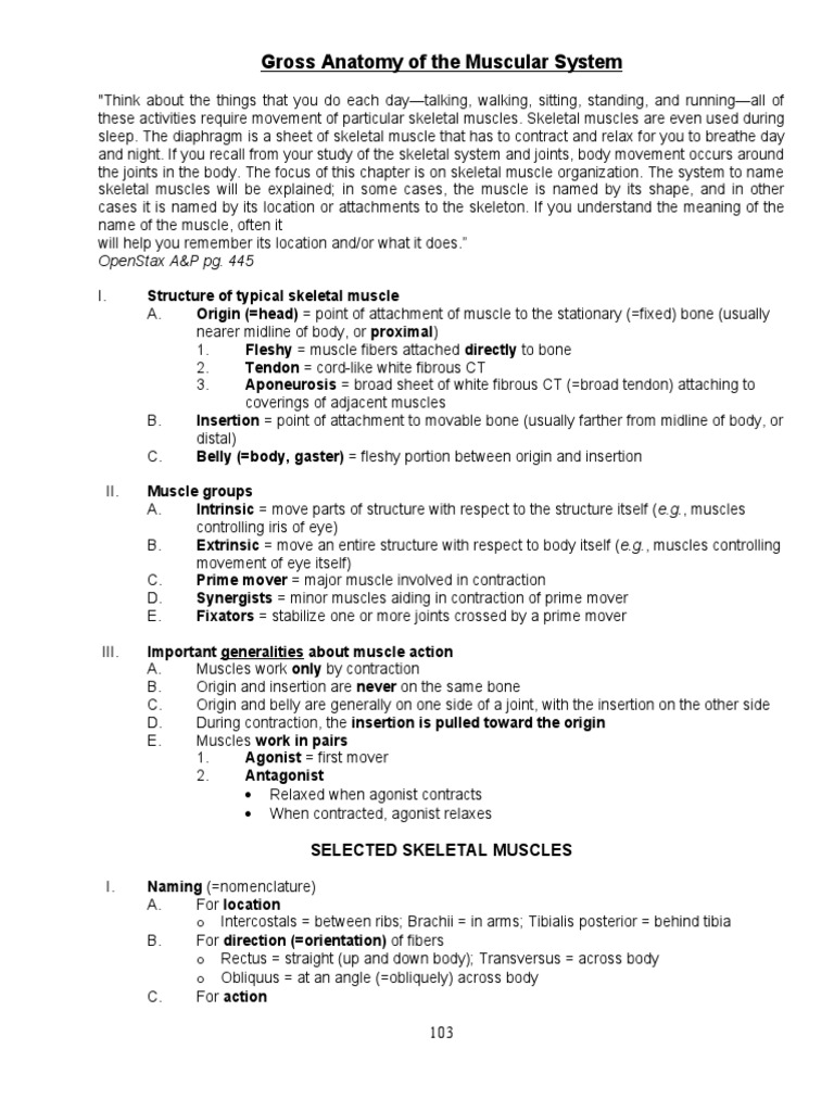 Anatomy of The Muscular System | PDF | Human Leg | Musculoskeletal System